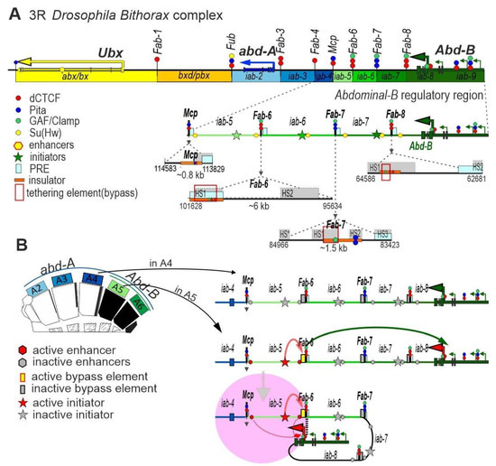 Mechanisms of Interaction between Enhancers and Promoters in Three ...