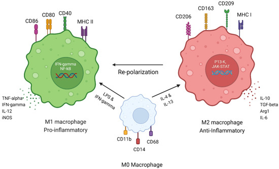 Macrophage Repolarization as a Therapeutic Strategy for Osteosarcoma