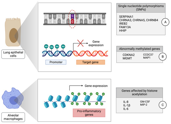 Mechanisms Contributing to the Comorbidity of COPD and Lung Cancer