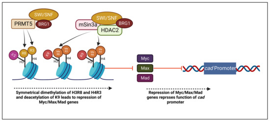 BRG1: Promoter or Suppressor of Cancer? The Outcome of BRG1’s Interaction with Specific Cellular ...
