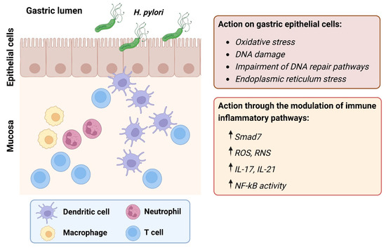 Helicobacter pylori and Gastric Cancer: Pathogenetic Mechanisms