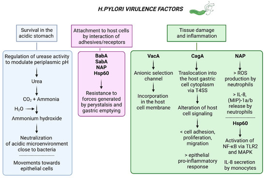 Helicobacter pylori and Gastric Cancer: Pathogenetic Mechanisms