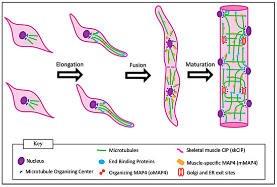 Insights into Cell-Specific Functions of Microtubules in Skeletal Muscle Development and Homeostasis