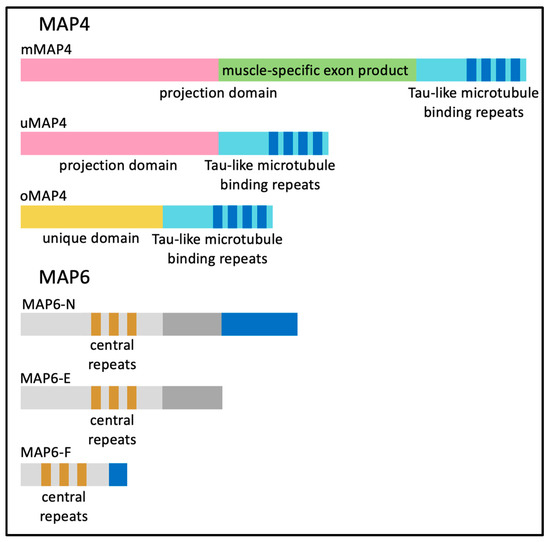Insights into Cell-Specific Functions of Microtubules in Skeletal Muscle Development and Homeostasis