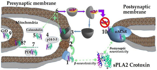 What Are the Neurotoxins in Hemotoxic Snake Venoms?