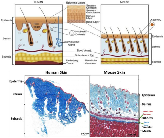 Fascia Layer—A Novel Target for the Application of Biomaterials in Skin ...