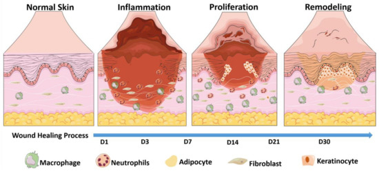 Fascia Layer—A Novel Target for the Application of Biomaterials in Skin ...