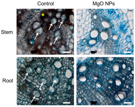 Molecular Analysis of MgO Nanoparticle-Induced Immunity against ...