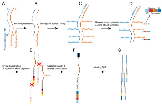IJMS | Free Full-Text | The Evolution of Single-Cell RNA Sequencing ...