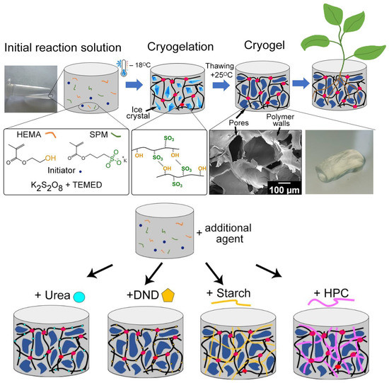 Sulfonic Cryogels as Innovative Materials for Biotechnological ...