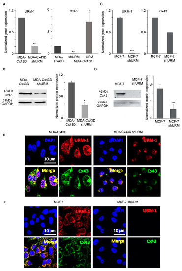 IJMS | Free Full-Text | Ubiquitin-Related Modifier 1 (URM-1) Modulates ... IJMS | Free Full-Text | Ubiquitin-Related Modifier 1 (URM-1) Modulates ...