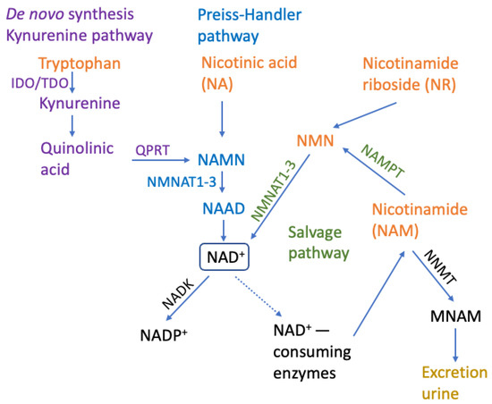 IJMS | Free Full-Text | The Central Role of the NAD+ Molecule in the ...