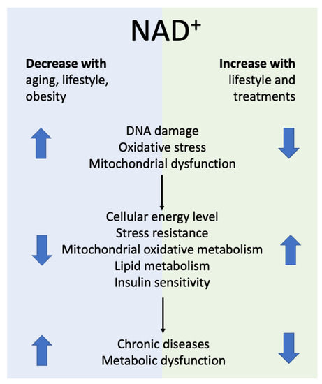 IJMS | Free Full-Text | The Central Role of the NAD+ Molecule in the ...