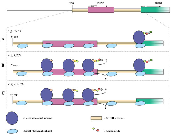 The Functional Meaning of 5′UTR in Protein-Coding Genes