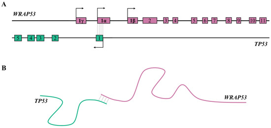 The Functional Meaning of 5′UTR in Protein-Coding Genes