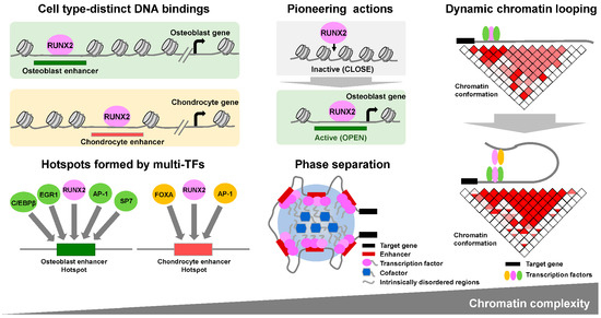Emerging RUNX2-Mediated Gene Regulatory Mechanisms Consisting of Multi-Layered Regulatory ...