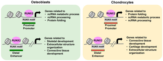Emerging RUNX2-Mediated Gene Regulatory Mechanisms Consisting of Multi-Layered Regulatory ...