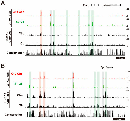 Emerging RUNX2-Mediated Gene Regulatory Mechanisms Consisting of Multi-Layered Regulatory ...