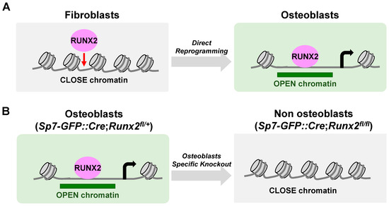 Emerging RUNX2-Mediated Gene Regulatory Mechanisms Consisting of Multi-Layered Regulatory ...