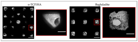 Protocol for Cell Colonization and Comprehensive Monitoring of ...