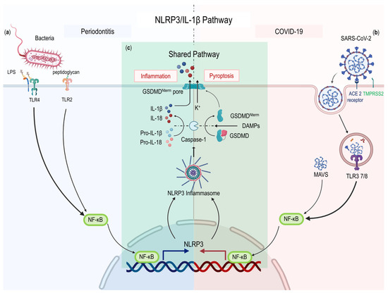 Periodontitis and COVID-19: Immunological Characteristics, Related Pathways, and Association