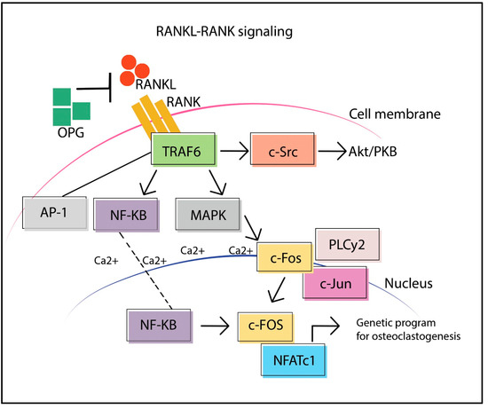 RANKL-RANK-OPG Pathway in Charcot Diabetic Foot: Pathophysiology and ...