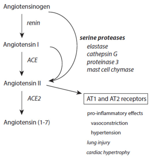 IJMS | Free Full-Text | Host-Derived Cytotoxic Agents in Chronic Inflammation and Disease ...