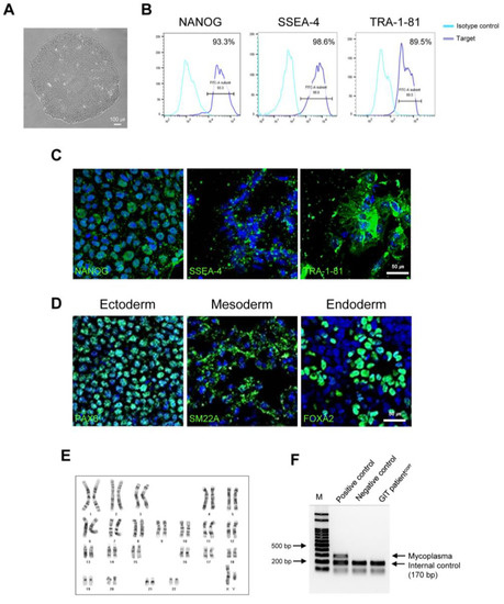 CRISPR-Cas9-Mediated Correction of SLC12A3 Gene Mutation Rescues the ...