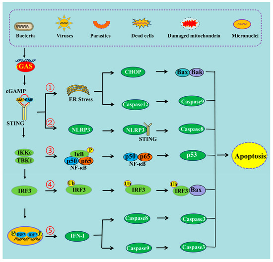 IJMS | Free Full-Text | How the Innate Immune DNA Sensing cGAS-STING Pathway Is Involved in ...
