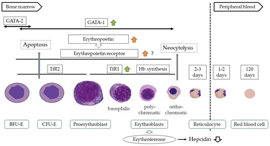 Hypoxia-Inducible Factor Prolyl Hydroxylase Inhibitors and Iron Metabolism