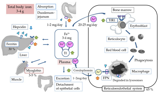 Hypoxia-Inducible Factor Prolyl Hydroxylase Inhibitors and Iron Metabolism