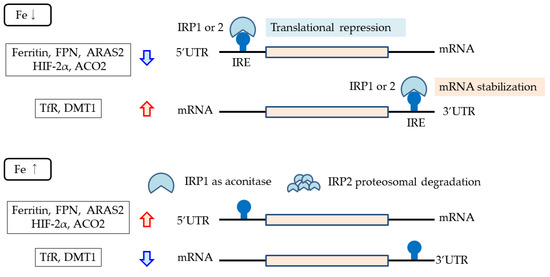 Hypoxia-Inducible Factor Prolyl Hydroxylase Inhibitors and Iron Metabolism