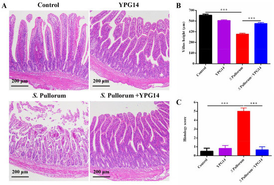 Culturing the Chicken Intestinal Microbiota and Potential Application ...
