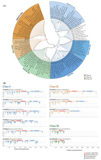 Prunus Knotted-like Genes: Genome-Wide Analysis, Transcriptional ...