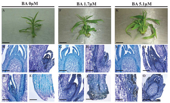 Prunus Knotted-like Genes: Genome-Wide Analysis, Transcriptional ...