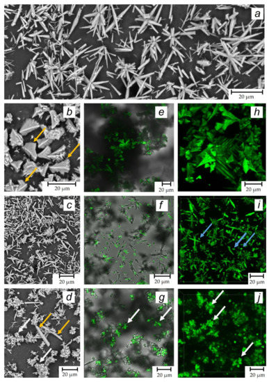 Fluorescent-Tagged Antiscalants—The New Materials for Scale Inhibition ...