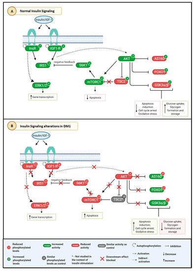 Protein Phosphorylation Alterations in Myotonic Dystrophy Type 1: A ...
