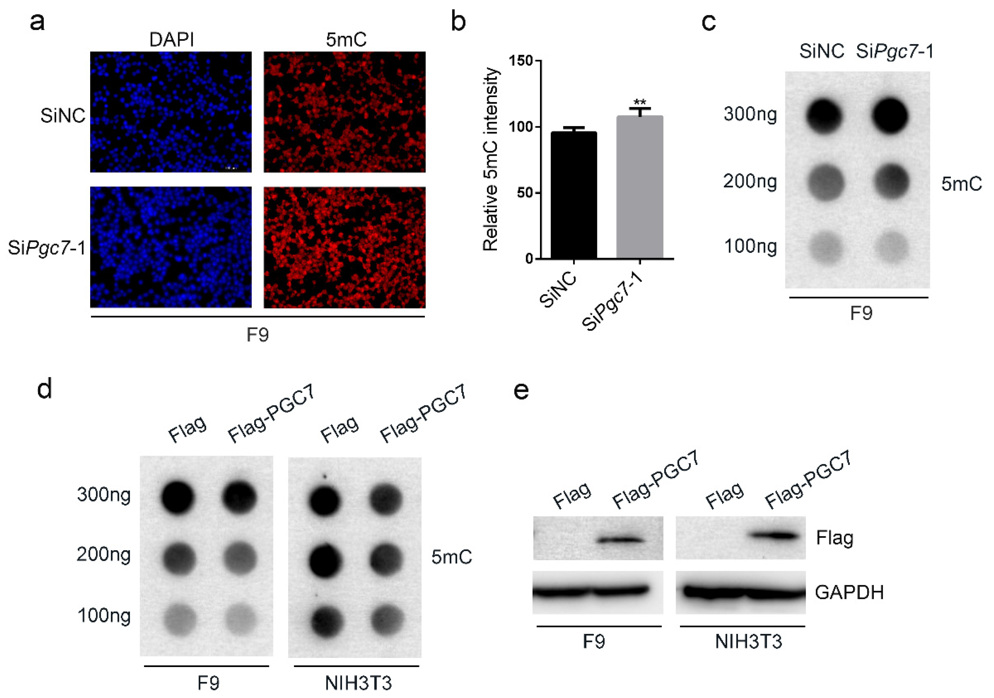 PGC7 Regulates Genome-Wide DNA Methylation by Regulating ERK-Mediated ...