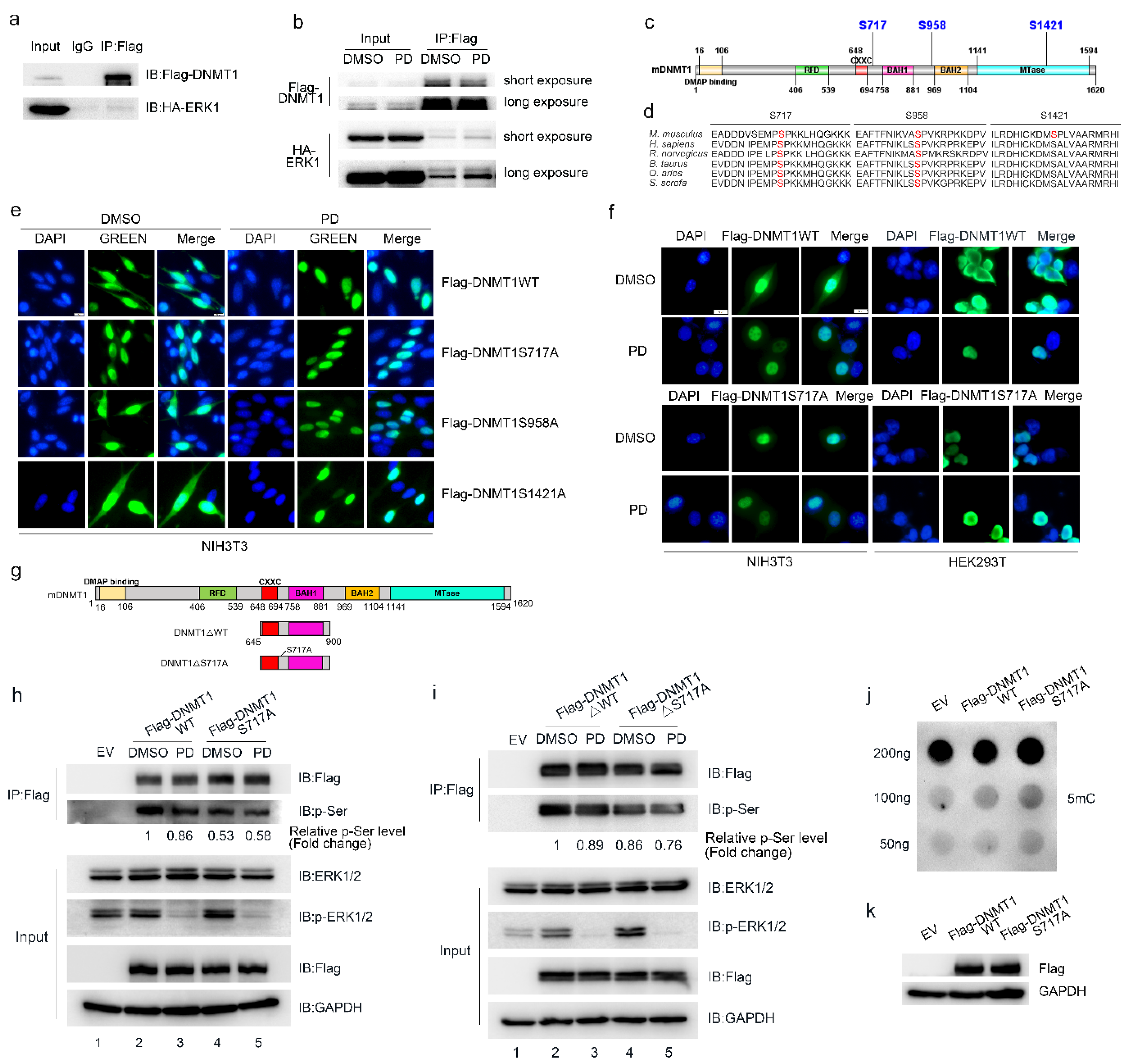 PGC7 Regulates Genome-Wide DNA Methylation by Regulating ERK-Mediated ...