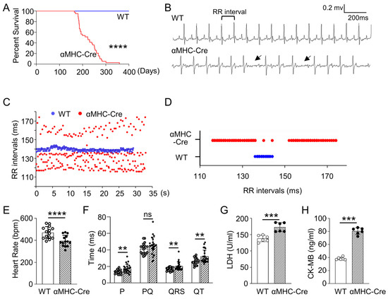 Cardiac-Specific Expression of Cre Recombinase Leads to Age-Related ...