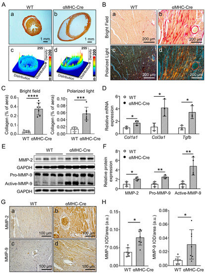 Cardiac-Specific Expression of Cre Recombinase Leads to Age-Related ...