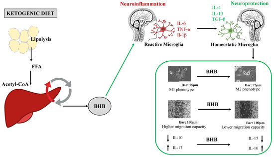 The Ketogenic Diet and Neuroinflammation: The Action of Beta ...