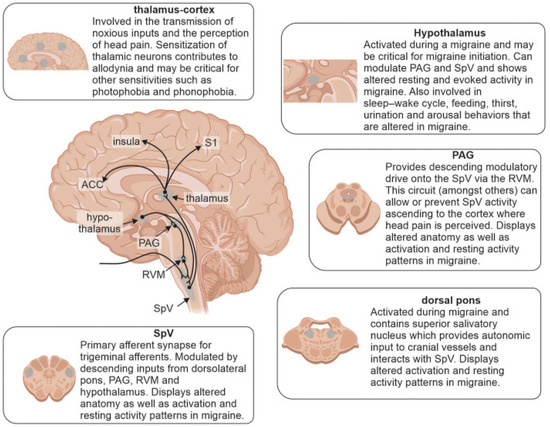 Human Brain Organoids in Migraine Research: Pathogenesis and Drug ...