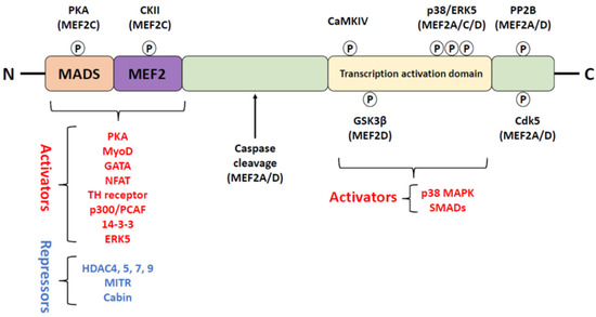 The Role of MEF2 Transcription Factor Family in Neuronal Survival and ...