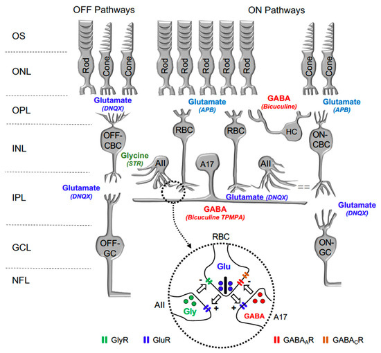 Origin of Retinal Oscillatory Potentials in the Mouse, a Tool to ...