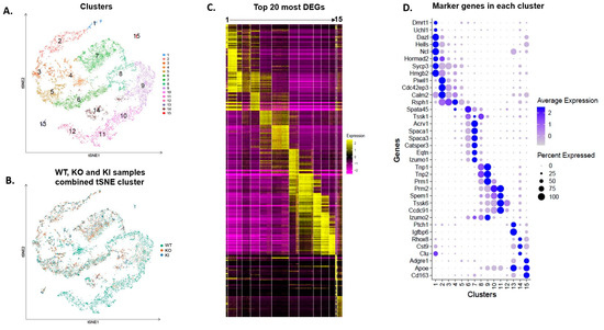 Single-Cell Transcriptomic Profiling of the Mouse Testicular Germ Cells ...