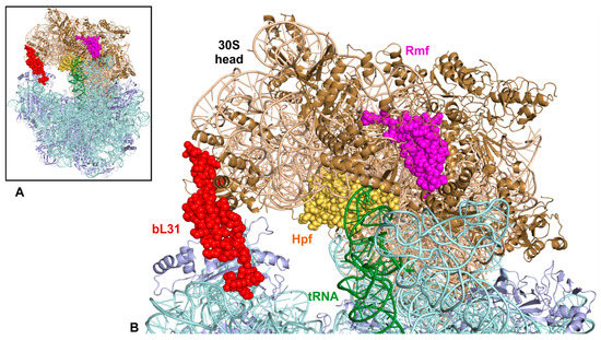 Ribosome Protein Composition Mediates Translation during the ...