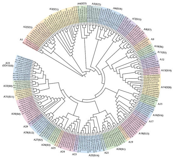 IJMS | Free Full-Text | Genome-Wide Identification and Characterization of R2R3-MYB Provide ...