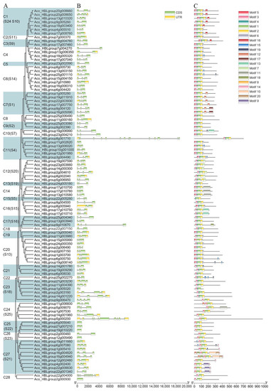 IJMS | Free Full-Text | Genome-Wide Identification and Characterization of R2R3-MYB Provide ...