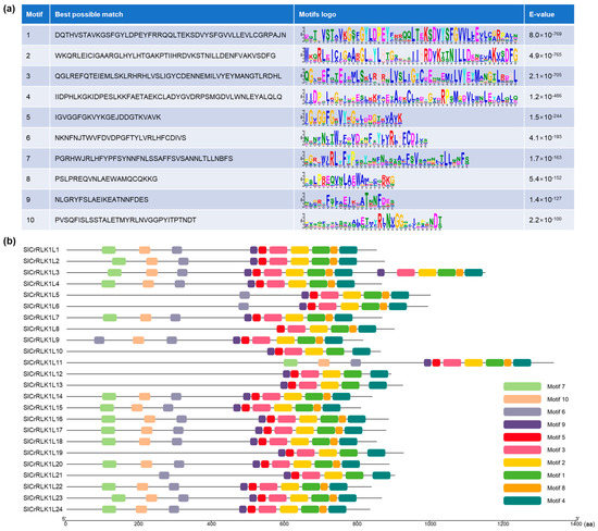 Genome-Wide Re-Identification and Analysis of CrRLK1Ls in Tomato